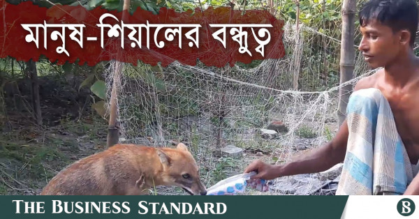 An unusual friendship between a fox and a human | The Business Standard